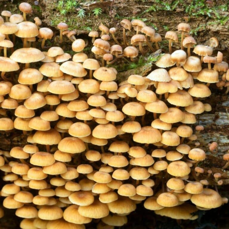 Magical Fairy Rings: The Science and Folklore - Mushroom Appreciation