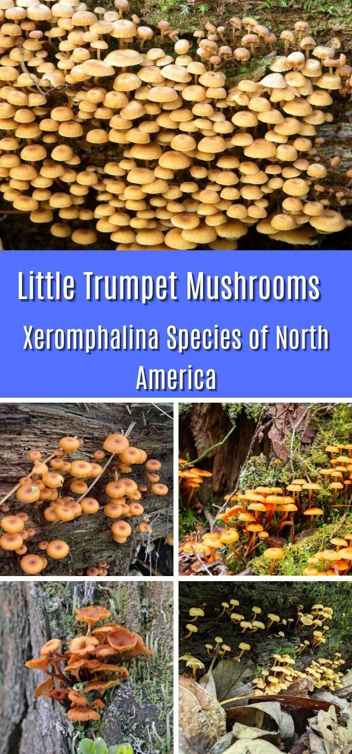 Little Trumpet Mushrooms: Xeromphalina Species of North America ...