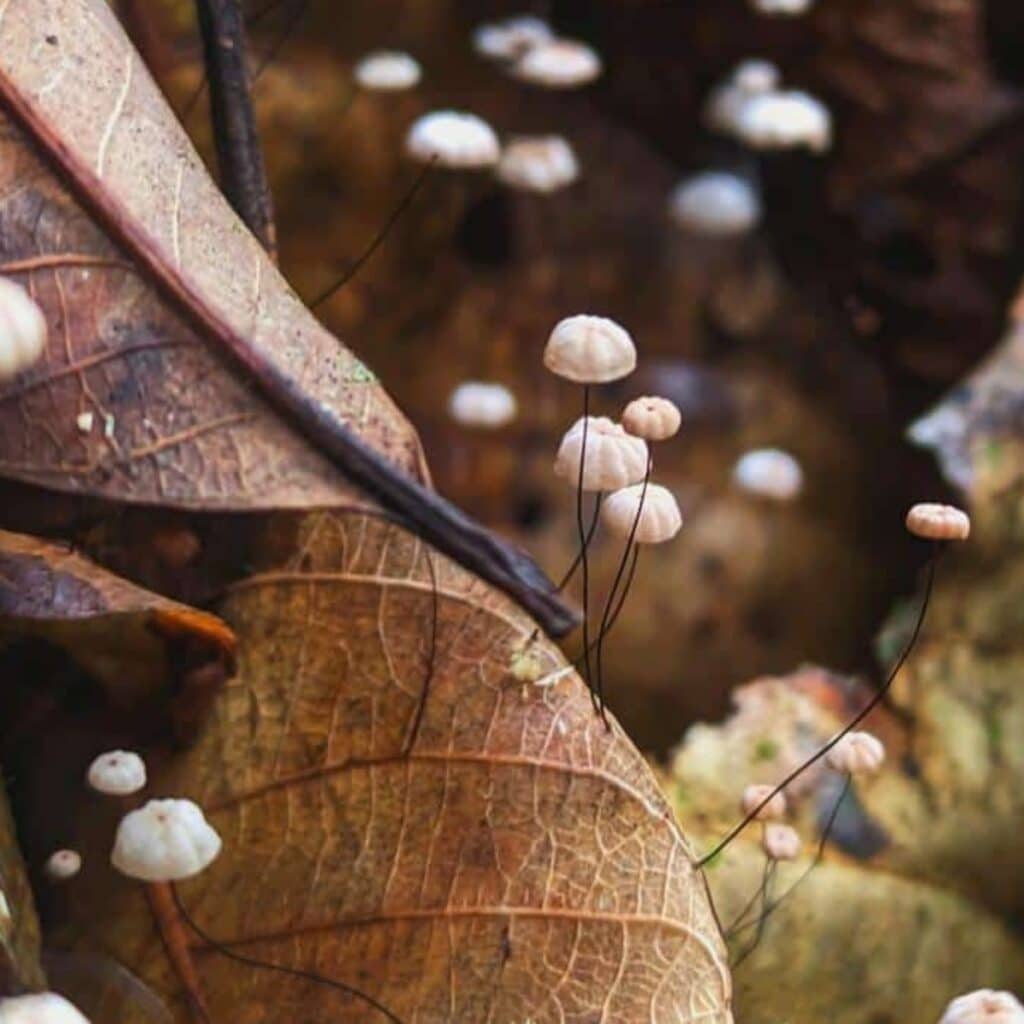 The Train Wrecker Mushroom: Identification, Foraging, and Cooking ...