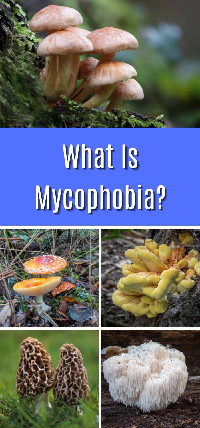 Mycophobia: Why Do We Fear Mushrooms? - Mushroom Appreciation