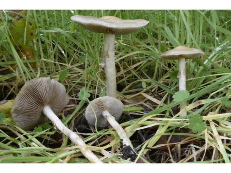 Fieldcap Mushrooms: Agrocybe Species Identification, Foraging, and ...