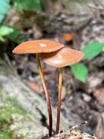Pinwheels and Parachutes: Marasmius Mushrooms of North America ...