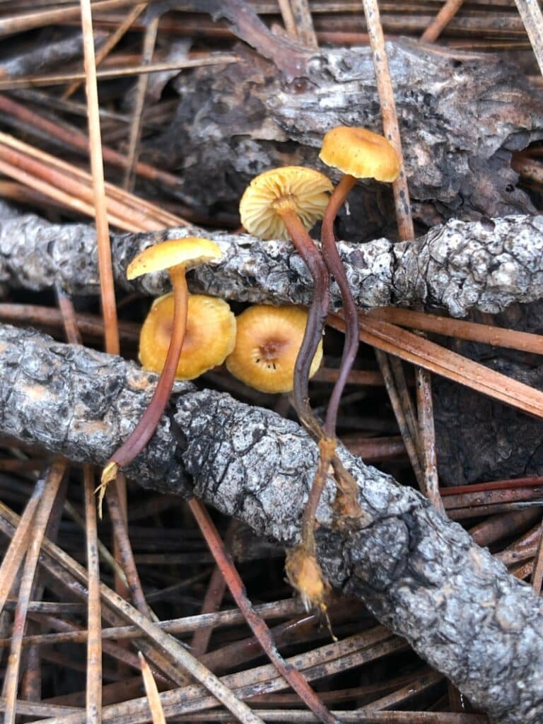 Little Trumpet Mushrooms: Xeromphalina Species of North America ...