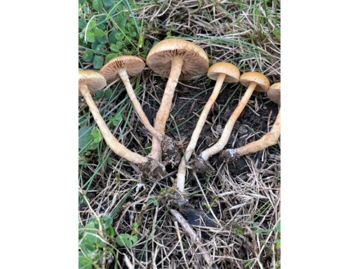 Fieldcap Mushrooms: Agrocybe Species Identification, Foraging, and ...