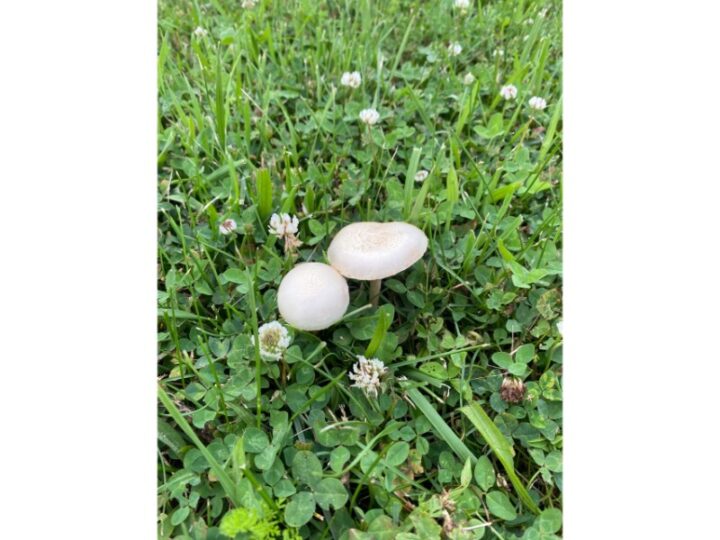 Fieldcap Mushrooms: Agrocybe Species Identification, Foraging, and ...