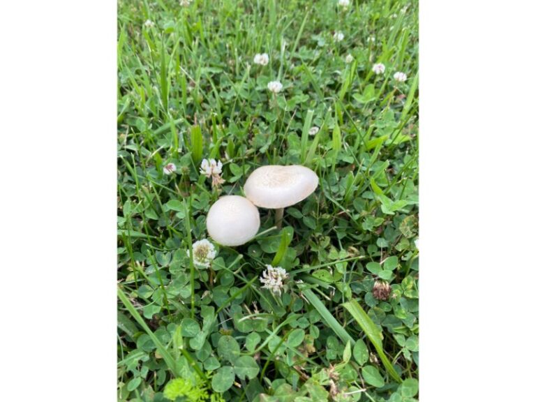 Fieldcap Mushrooms: Agrocybe Species Identification, Foraging, and ...