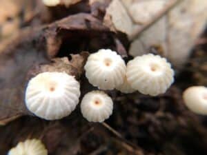 Pinwheels and Parachutes: Marasmius Mushrooms of North America ...