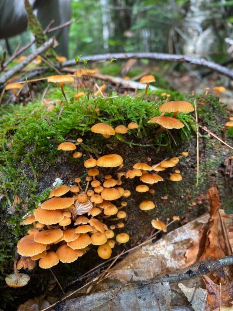 Little Trumpet Mushrooms: Xeromphalina Species of North America ...