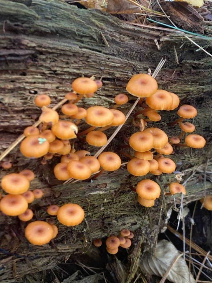 Little Trumpet Mushrooms: Xeromphalina Species of North America ...