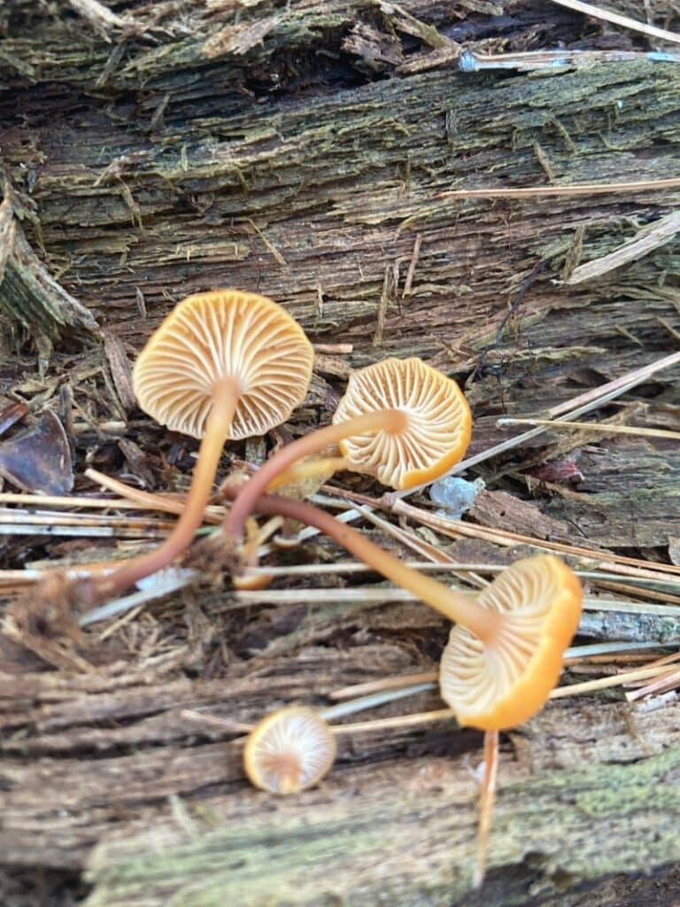 Little Trumpet Mushrooms: Xeromphalina Species of North America ...
