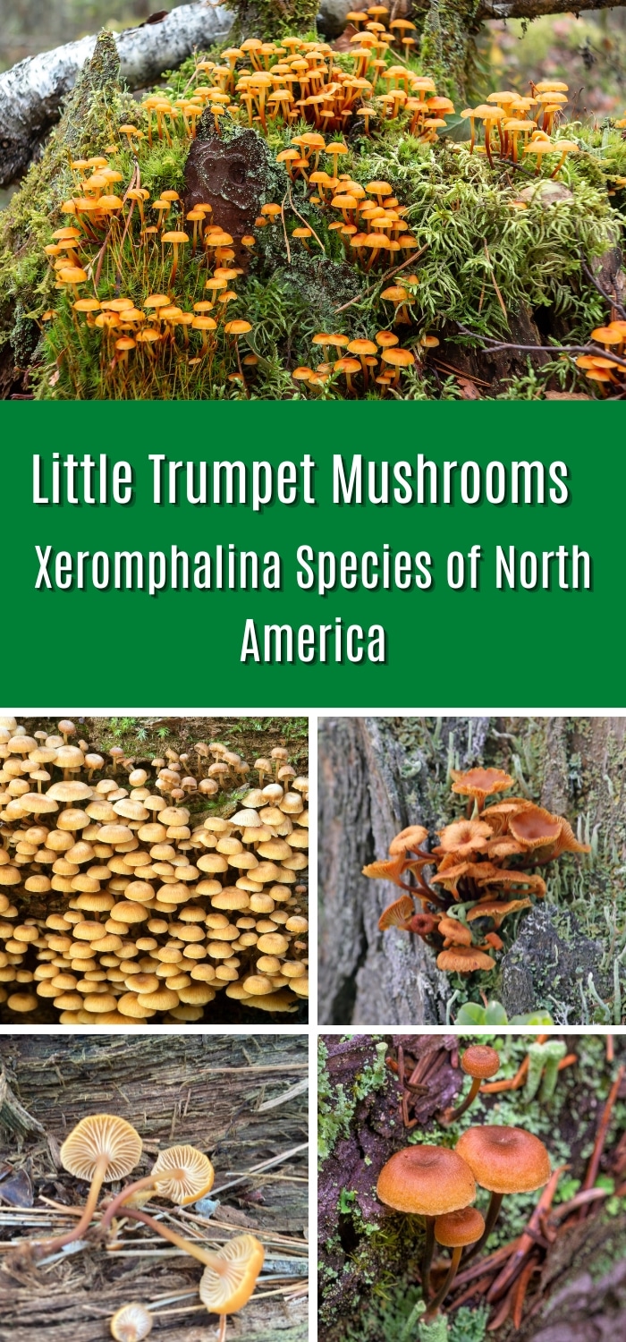 Little Trumpet Mushrooms: Xeromphalina Species of North America ...