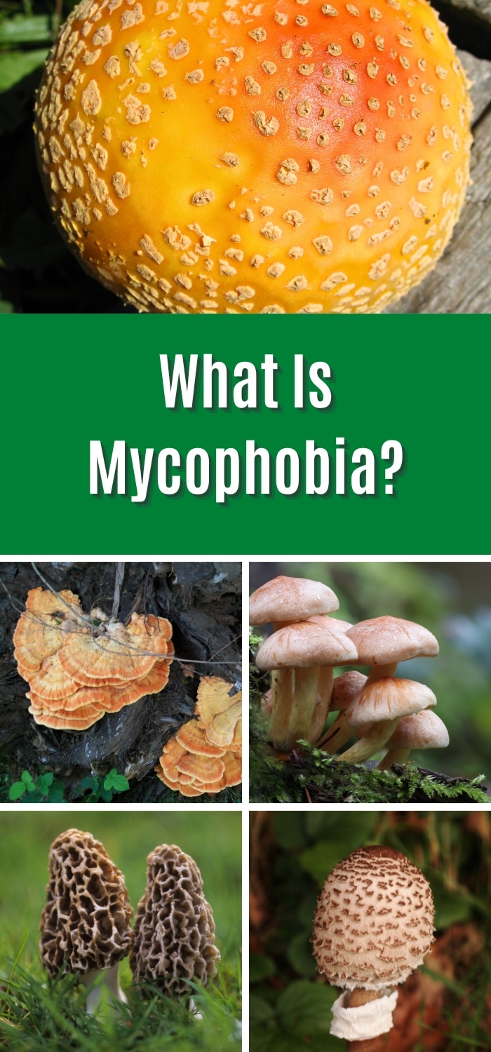 Mycophobia: Why Do We Fear Mushrooms? - Mushroom Appreciation