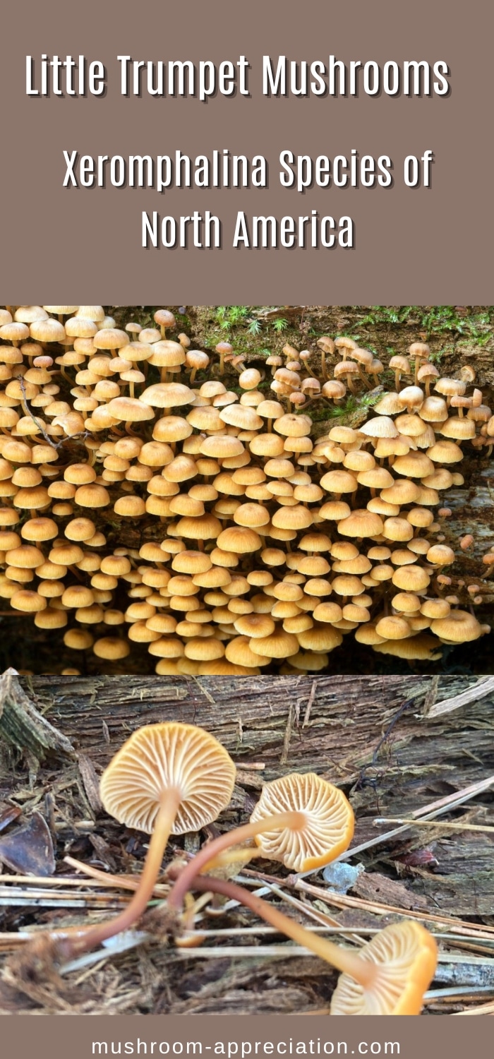 Little Trumpet Mushrooms: Xeromphalina Species of North America ...