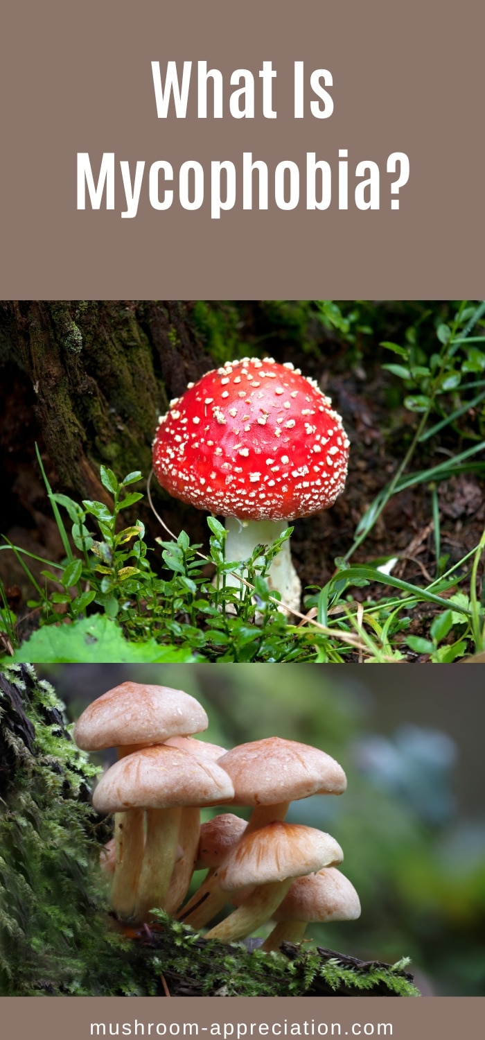 Mycophobia: Why Do We Fear Mushrooms? - Mushroom Appreciation