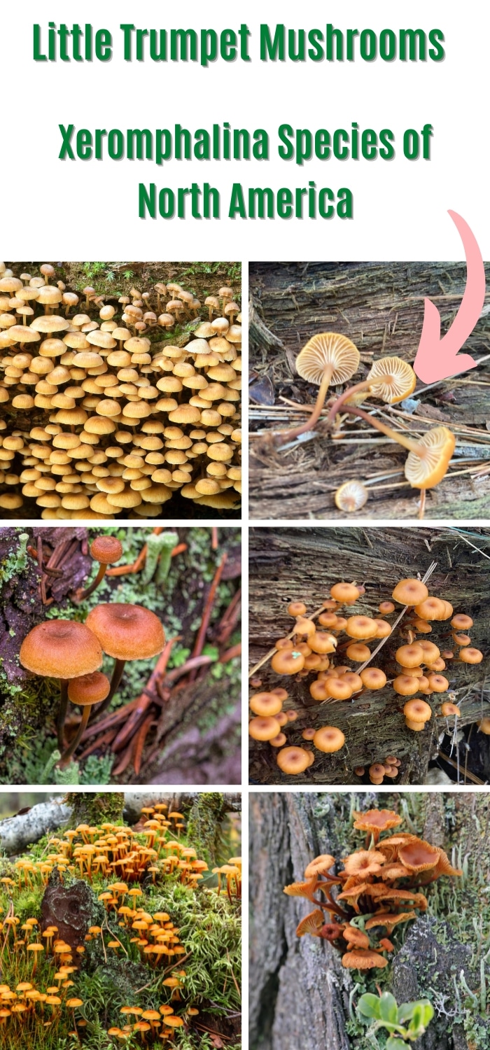 Little Trumpet Mushrooms: Xeromphalina Species of North America ...