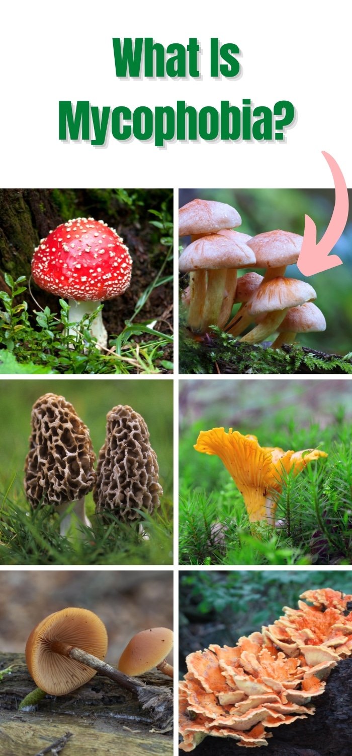 Mycophobia: Why Do We Fear Mushrooms? - Mushroom Appreciation