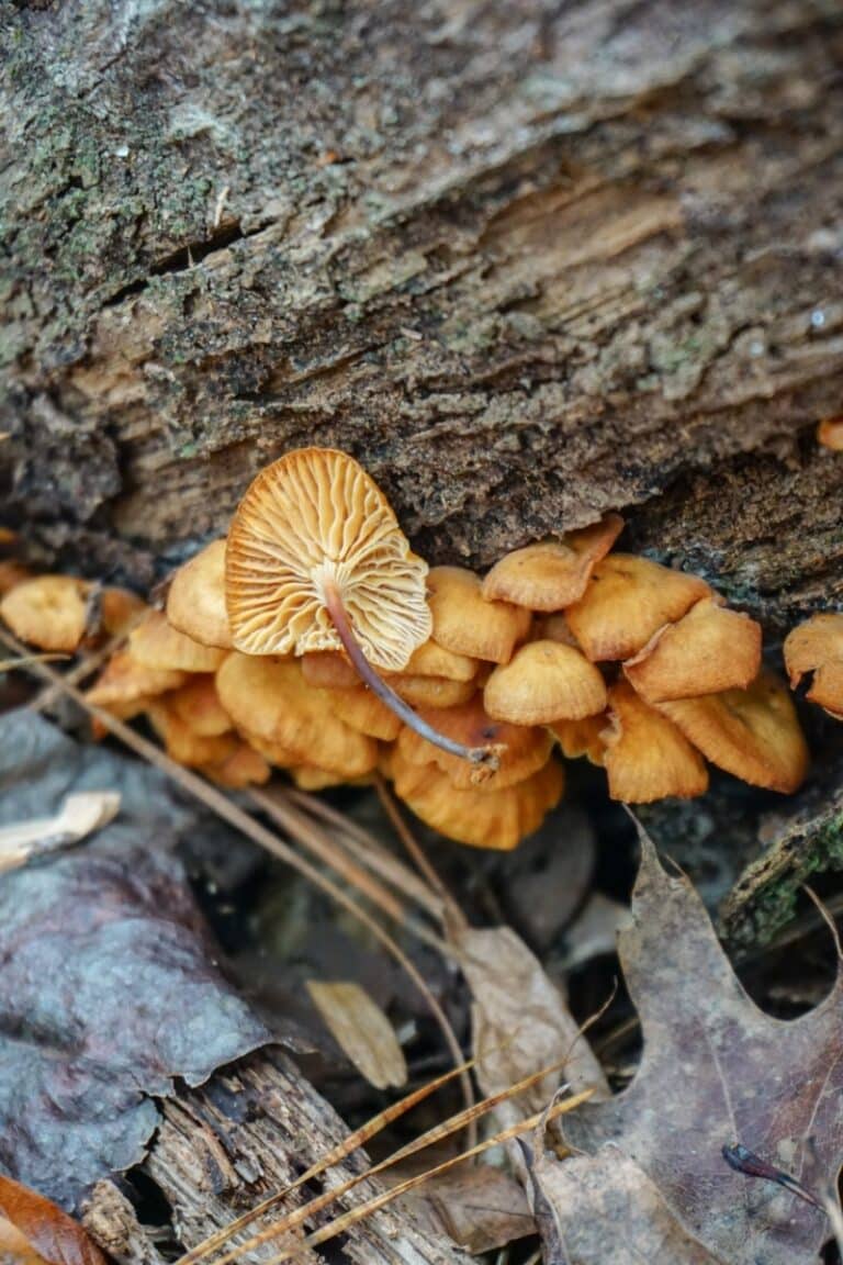 Little Trumpet Mushrooms: Xeromphalina Species of North America ...