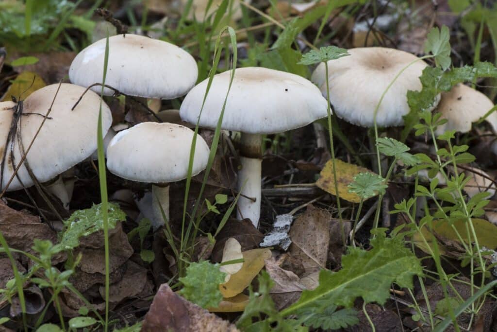 Fieldcap Mushrooms: Agrocybe Species Identification, Foraging, and ...