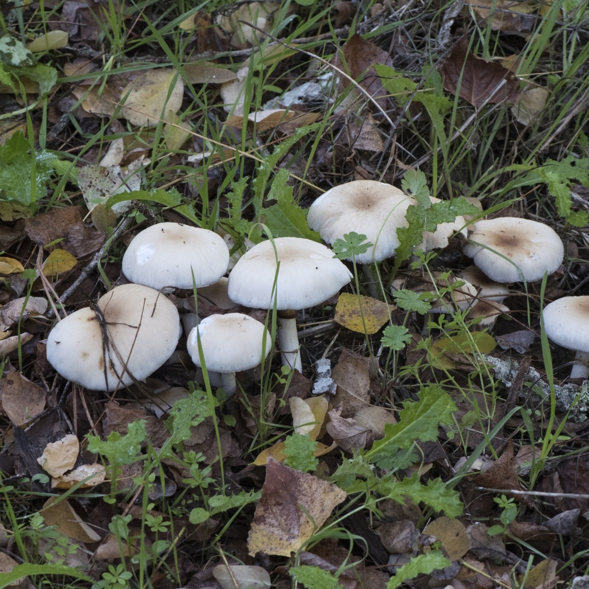 Platterful Mushroom: Identification and Foraging Guide - Mushroom ...