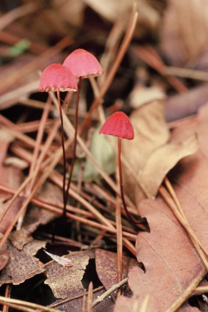 Pinwheels and Parachutes: Marasmius Mushrooms of North America ...