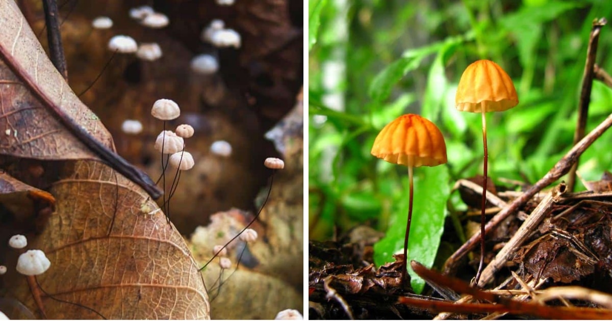 Pinwheels and Parachutes: Marasmius Mushrooms of North America ...