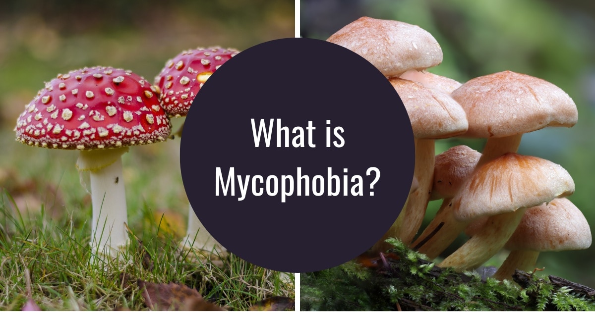 Mycophobia: Why Do We Fear Mushrooms? - Mushroom Appreciation