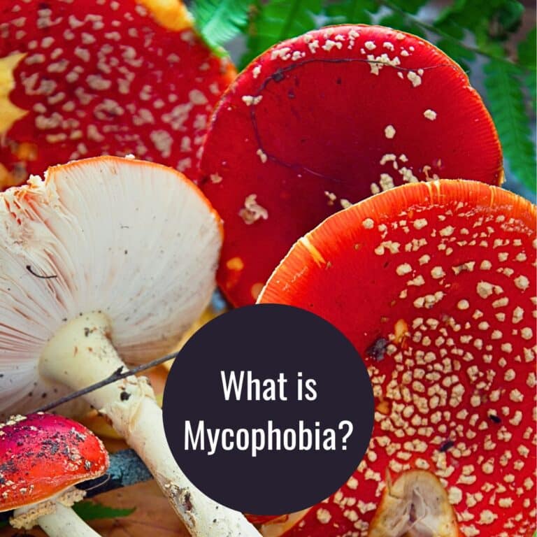 Fool's Funnel: Identification of a Deadly Beauty - Mushroom Appreciation