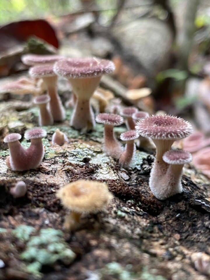 Lilac Oysterling: Identification and Lookalikes - Mushroom Appreciation