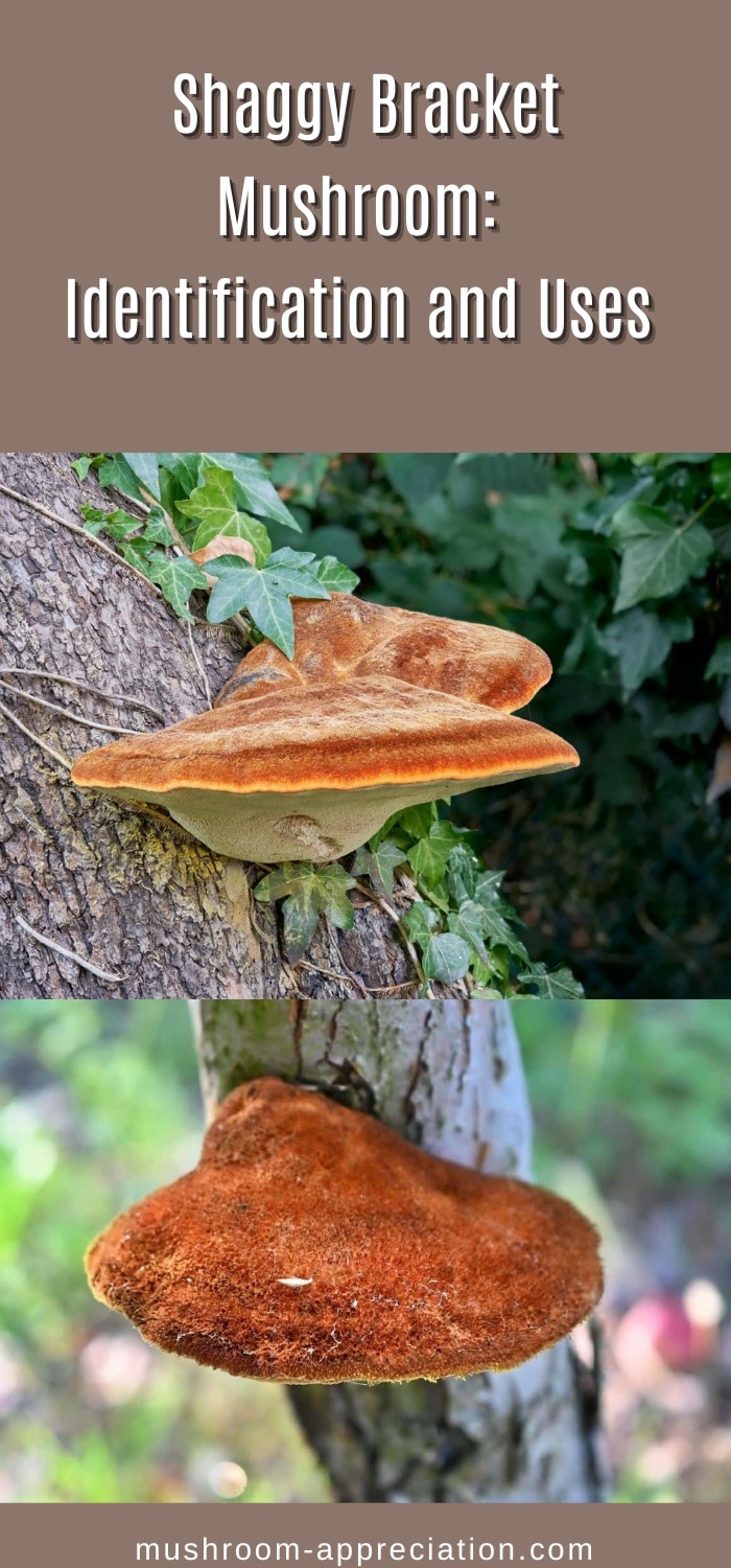 Shaggy Bracket Mushroom: Identification and Uses - Mushroom Appreciation