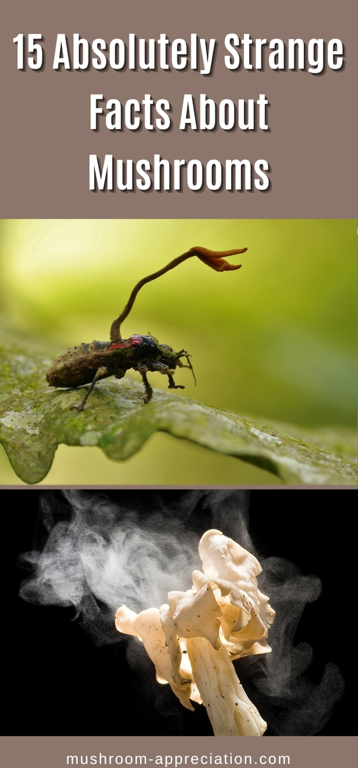 15 Absolutely Strange Facts About Mushrooms - Mushroom Appreciation