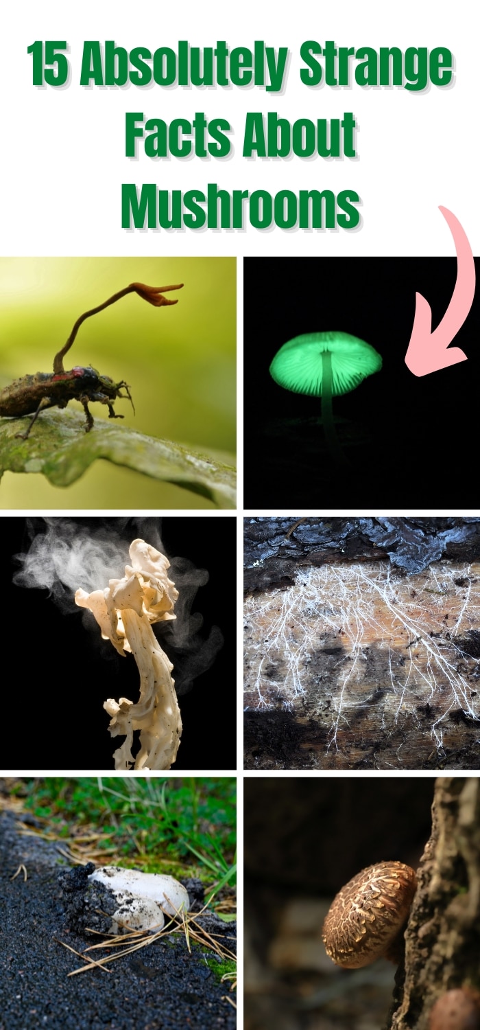 15 Absolutely Strange Facts About Mushrooms - Mushroom Appreciation