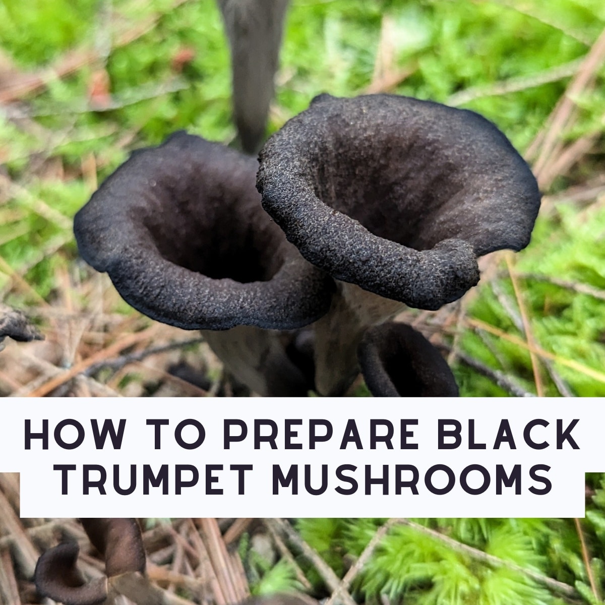 Fool's Funnel: Identification of a Deadly Beauty - Mushroom Appreciation