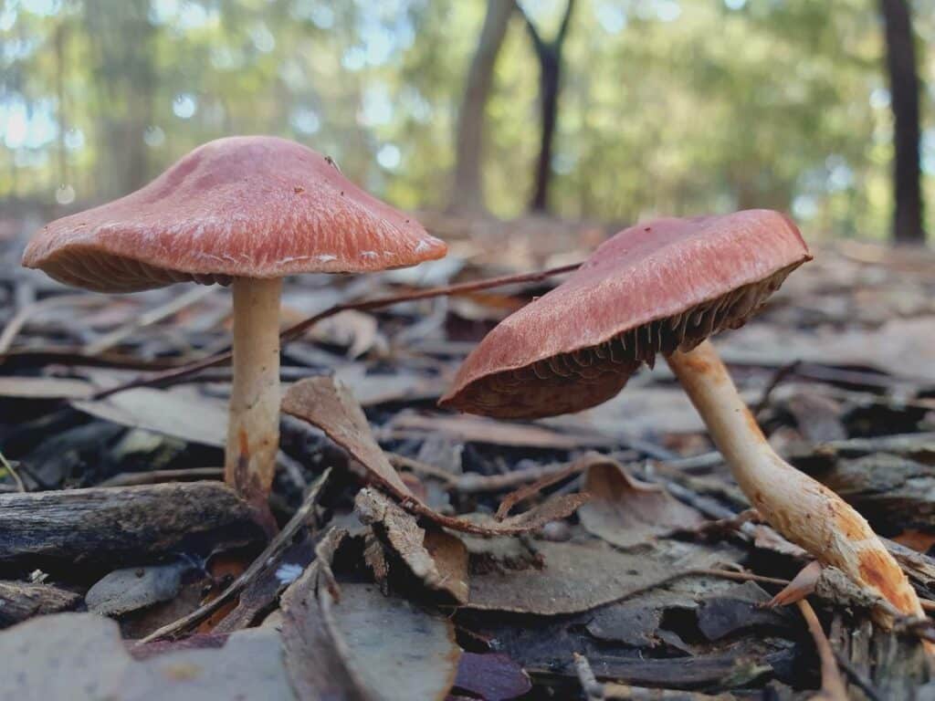 Chip Cherry Mushrooms: Identification Guide - Mushroom Appreciation