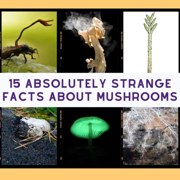 Brown Cup Mushrooms: Identification and Edibility - Mushroom Appreciation