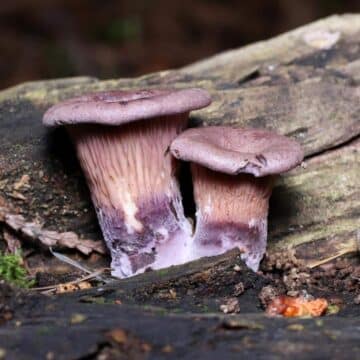 Artist's Conk Fungus: Habitat, Identification, and History - Mushroom ...