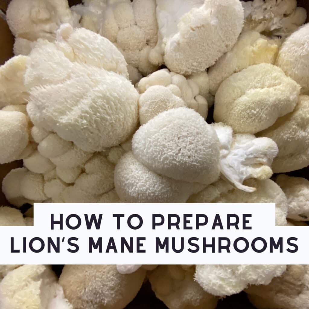 Mushroom Veils: Universal and Partial Veils Explained - Mushroom ...