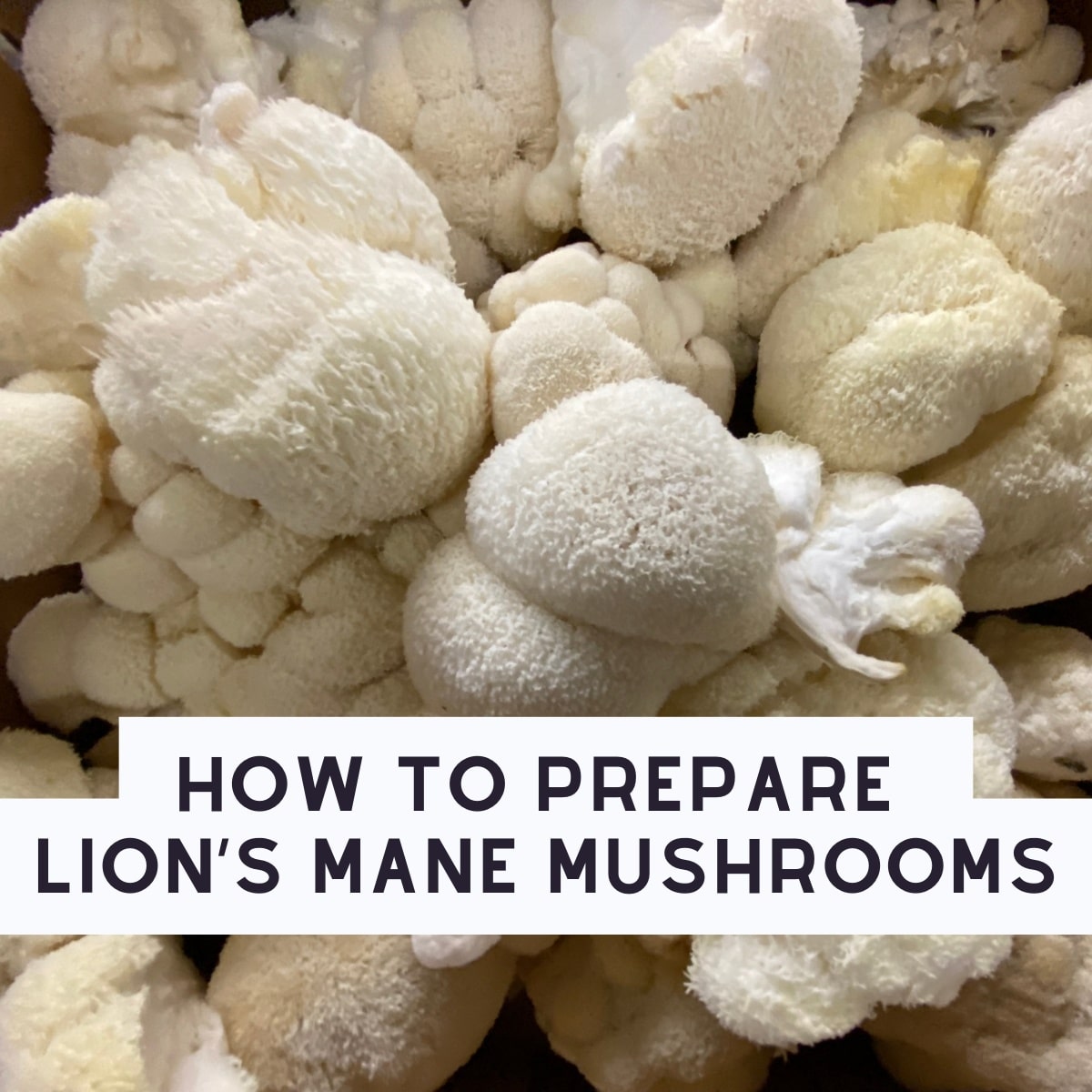 Artist's Conk Fungus: Habitat, Identification, and History - Mushroom ...