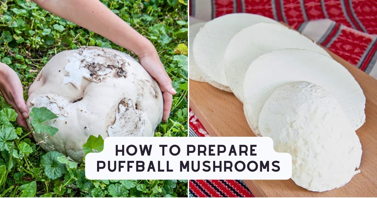 How to Prepare Puffball Mushrooms: Cleaning, Prepping, and Cooking ...