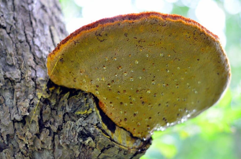 Shaggy Bracket Mushroom: Identification and Uses - Mushroom Appreciation