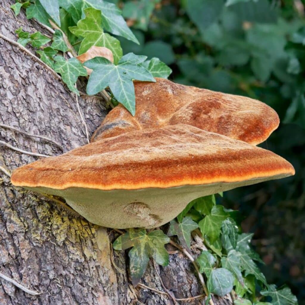 Artist's Conk Fungus: Habitat, Identification, and History - Mushroom ...