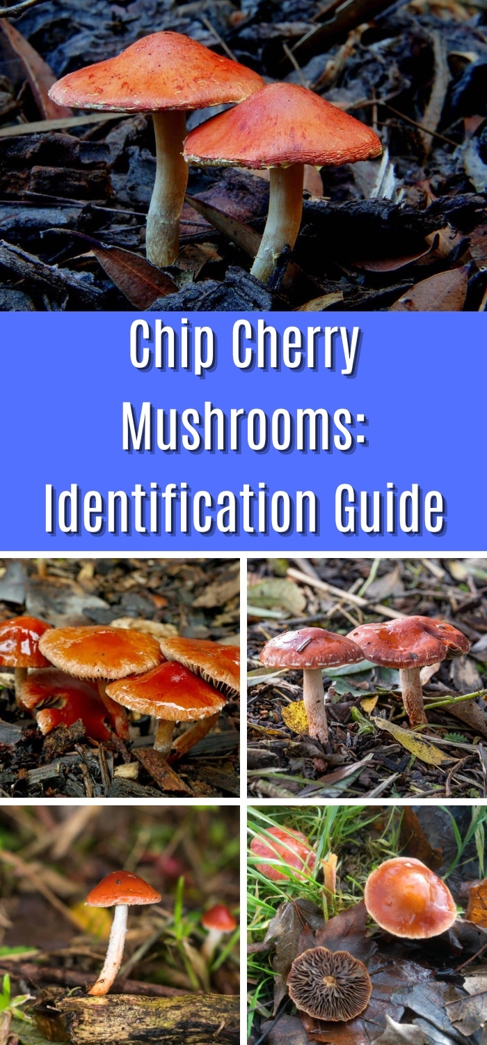 Chip Cherry Mushrooms: Identification Guide - Mushroom Appreciation