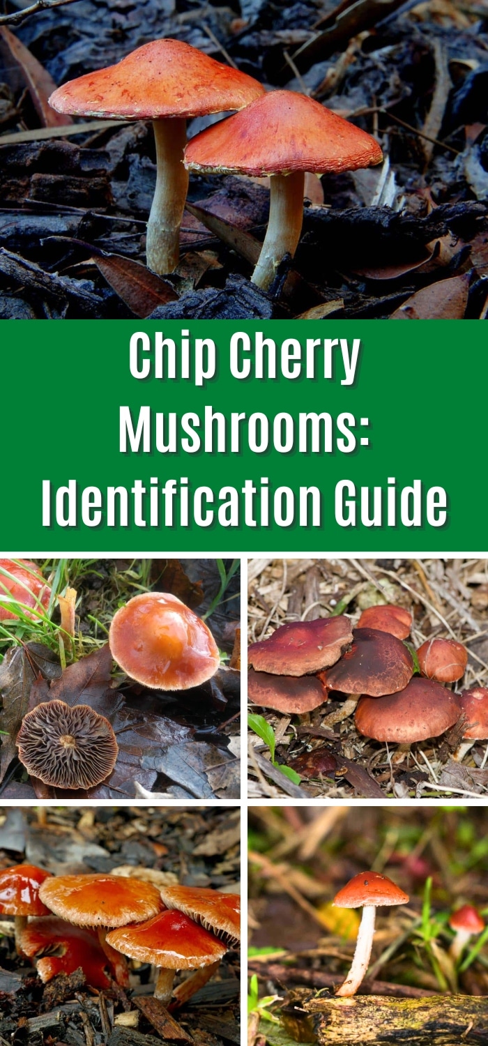 Chip Cherry Mushrooms: Identification Guide - Mushroom Appreciation