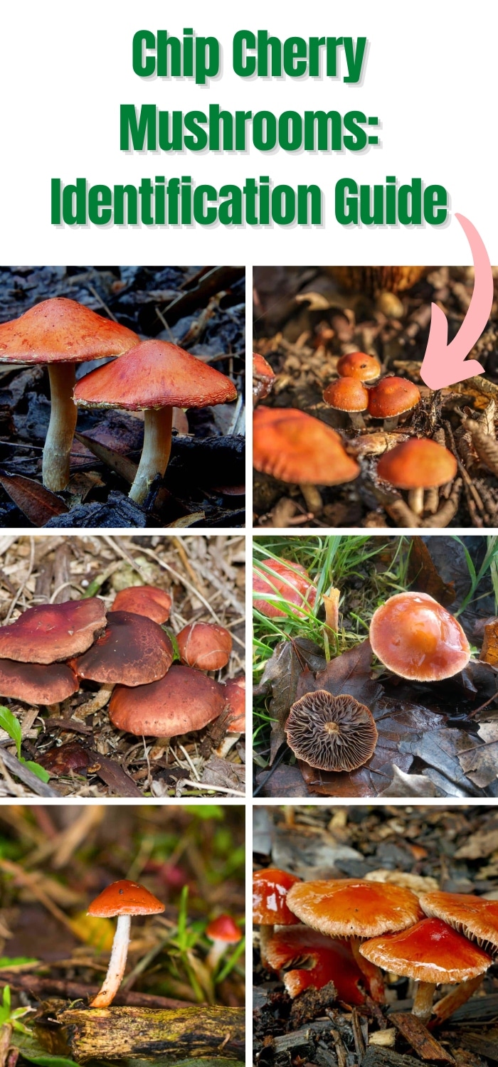 Chip Cherry Mushrooms: Identification Guide - Mushroom Appreciation