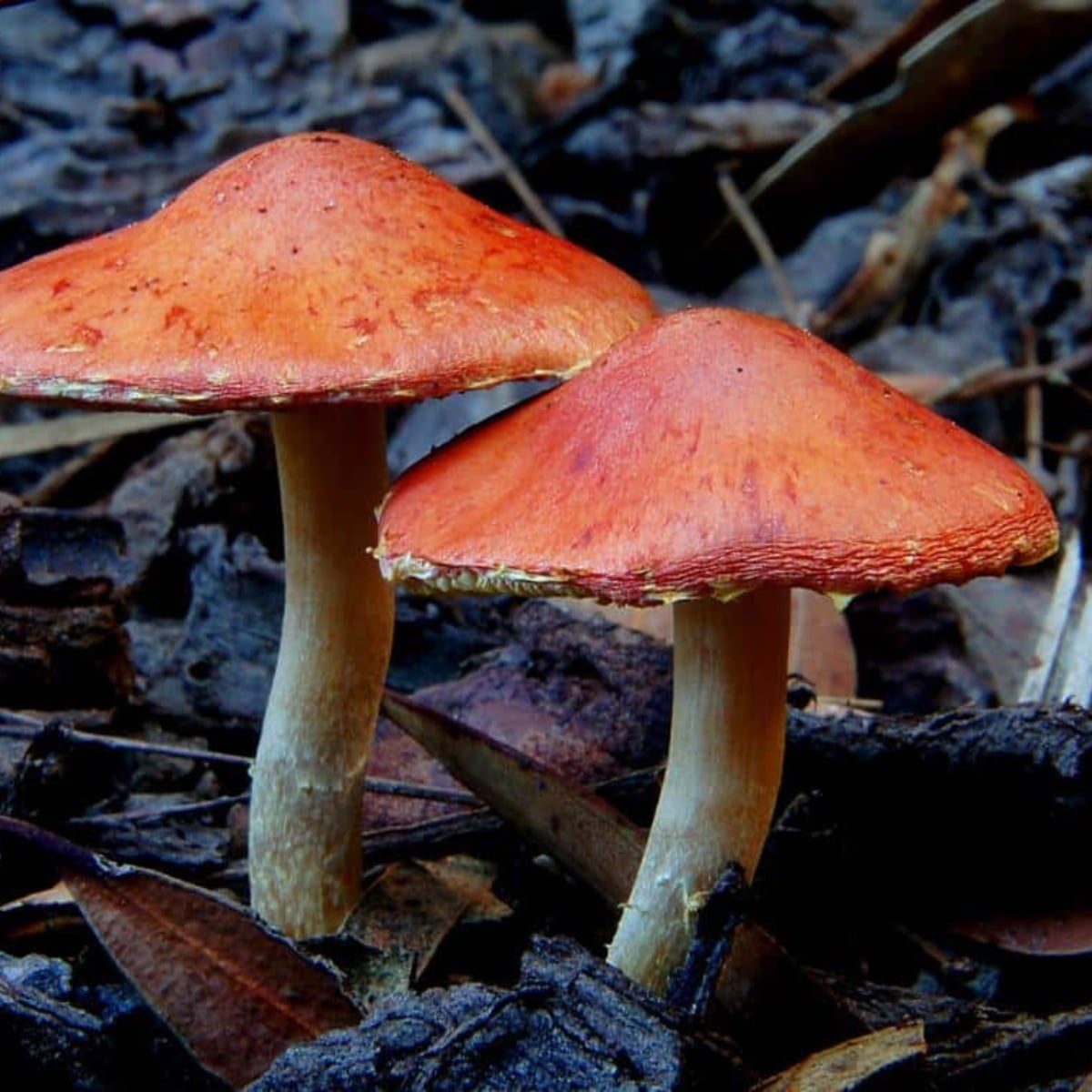 Mushroom Species - Mushroom Appreciation