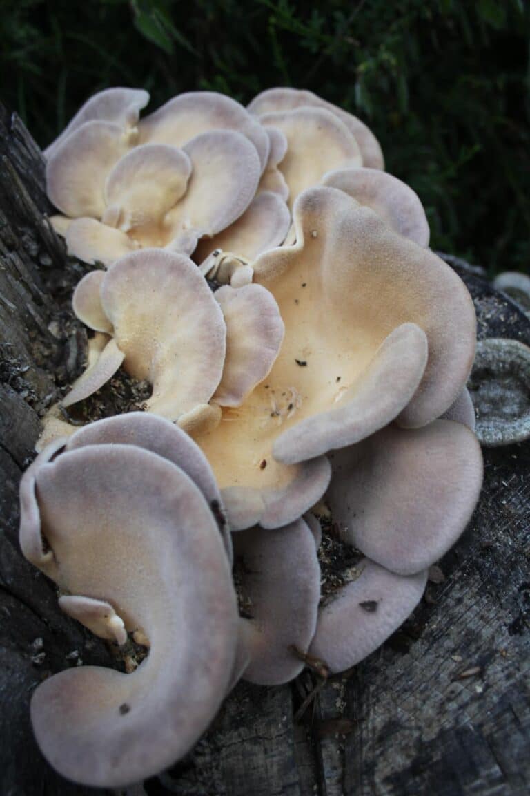 Hairy Oyster Mushroom: Identification, Foraging, and Lookalikes ...
