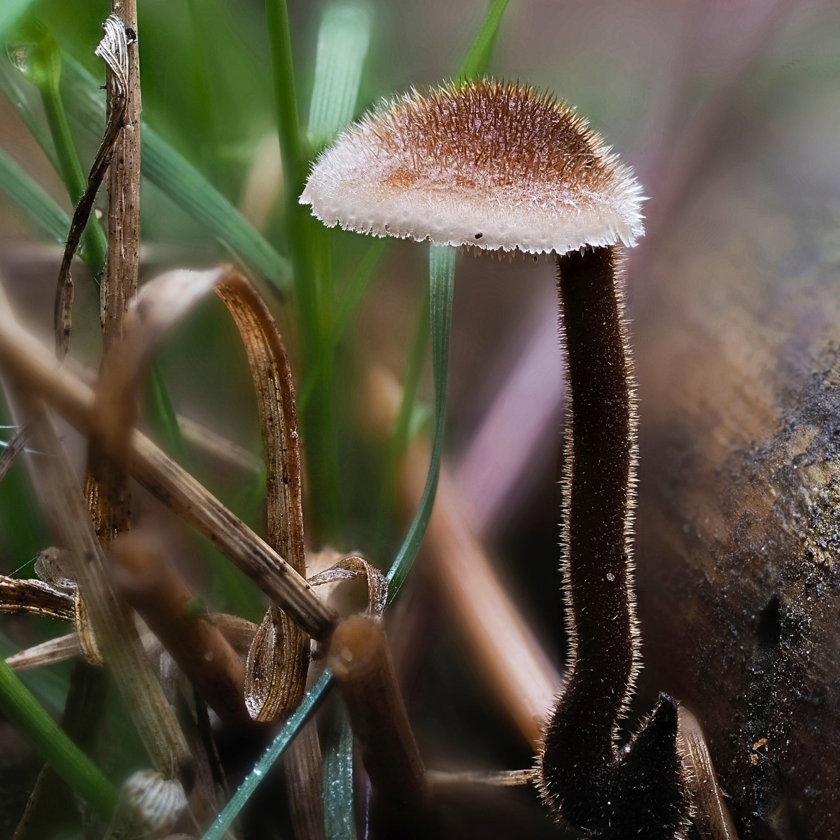 Oak Bracket Mushroom: Identification and Lookalikes - Mushroom Appreciation