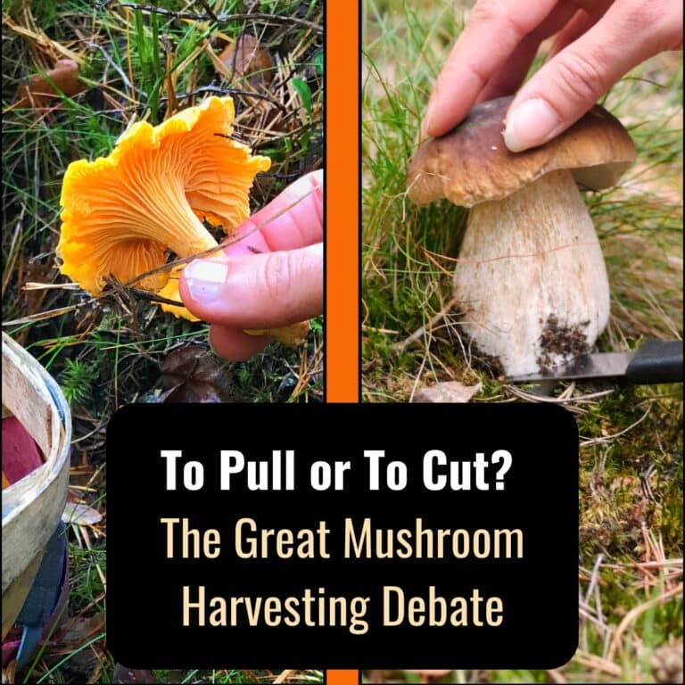 Magical Fairy Rings: The Science and Folklore - Mushroom Appreciation