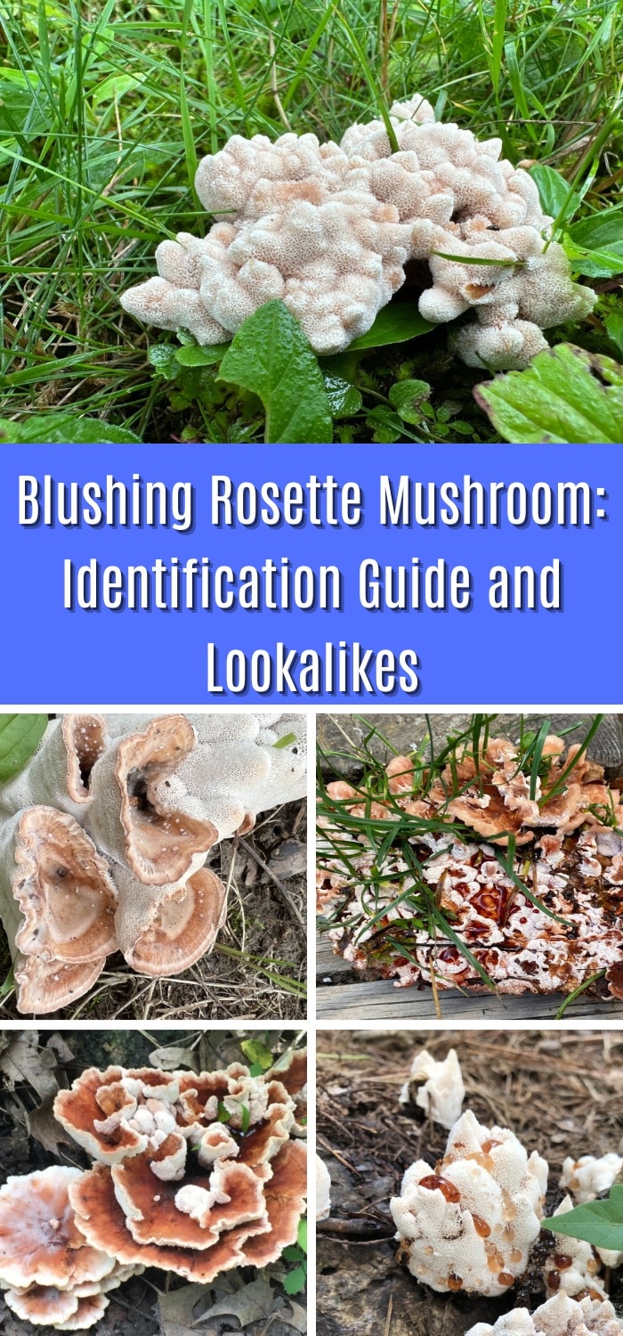 Blushing Rosette Mushroom: Identification Guide and Lookalikes ...