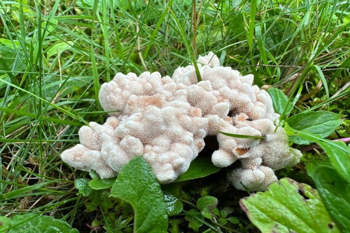 Blushing Rosette Mushroom: Identification Guide and Lookalikes ...