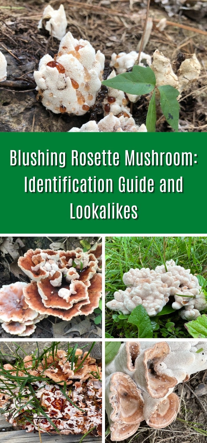 Blushing Rosette Mushroom: Identification Guide and Lookalikes ...